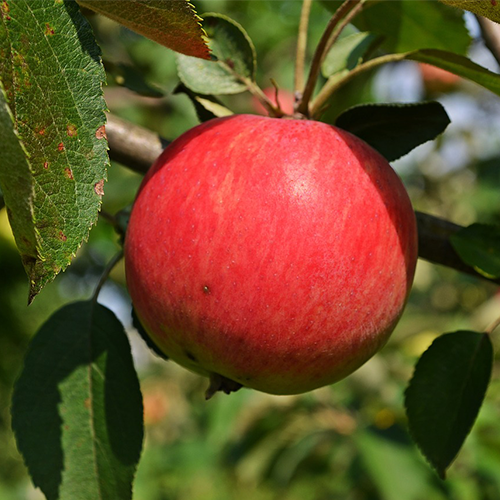 Malus domestica Red Spur Delicious (3 liter pot) – Schramas.com ...