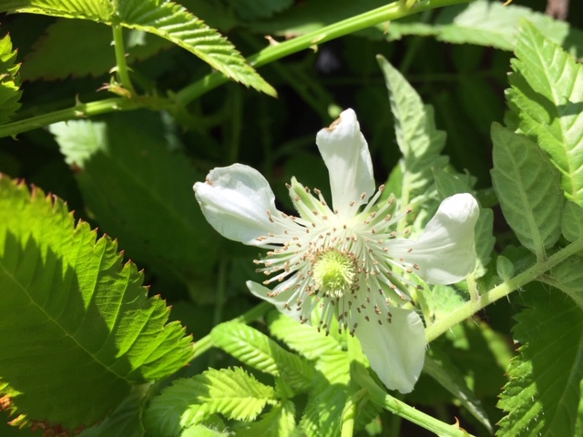 Rubus illecebrosus, aardbei-framboos, zembes, potgekweekt voor tuin ...