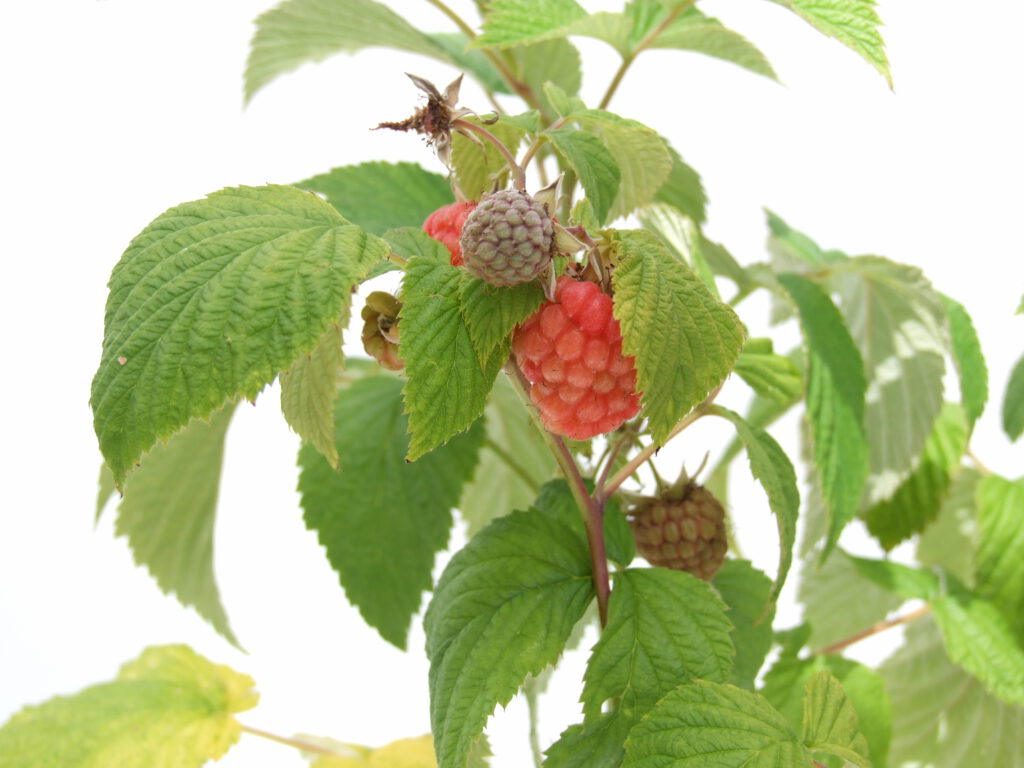Rubus idaeus Glen Ample, rode framboos, 2 liter pot kopen | Planten ...
