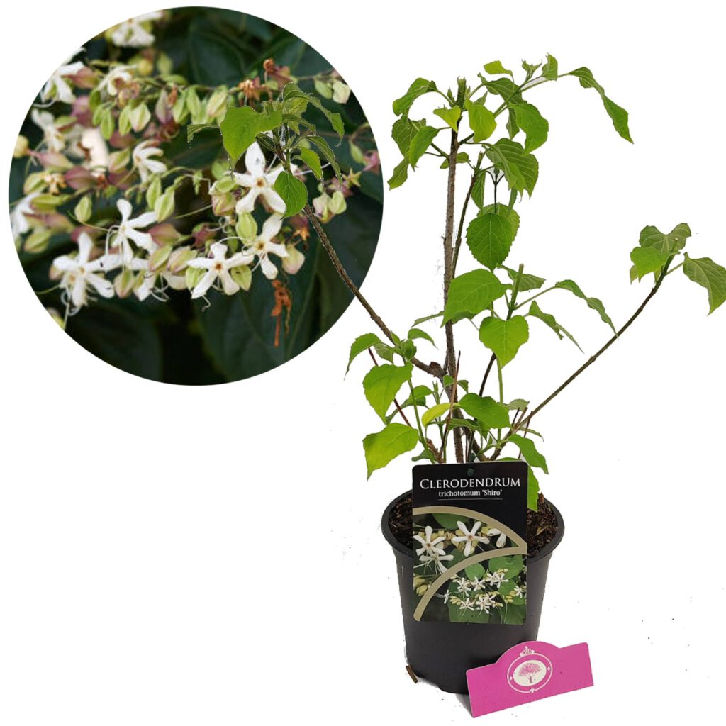 Buy Clerodendrum trichotomum 'Shiro' pulp tree, peanut tree, 2 litre ...