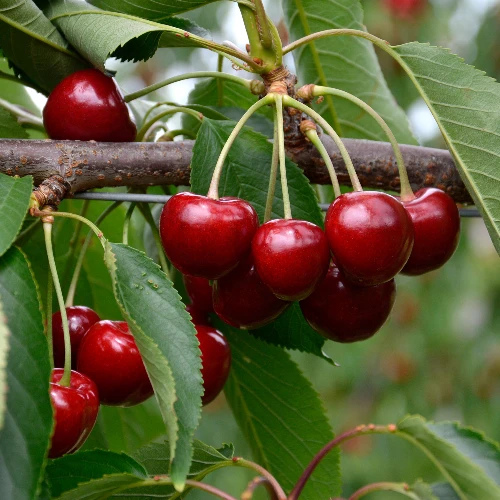 Buy Prunus avium 'Karina' cherry tree, Gisela 5 rootstock, bare root ...