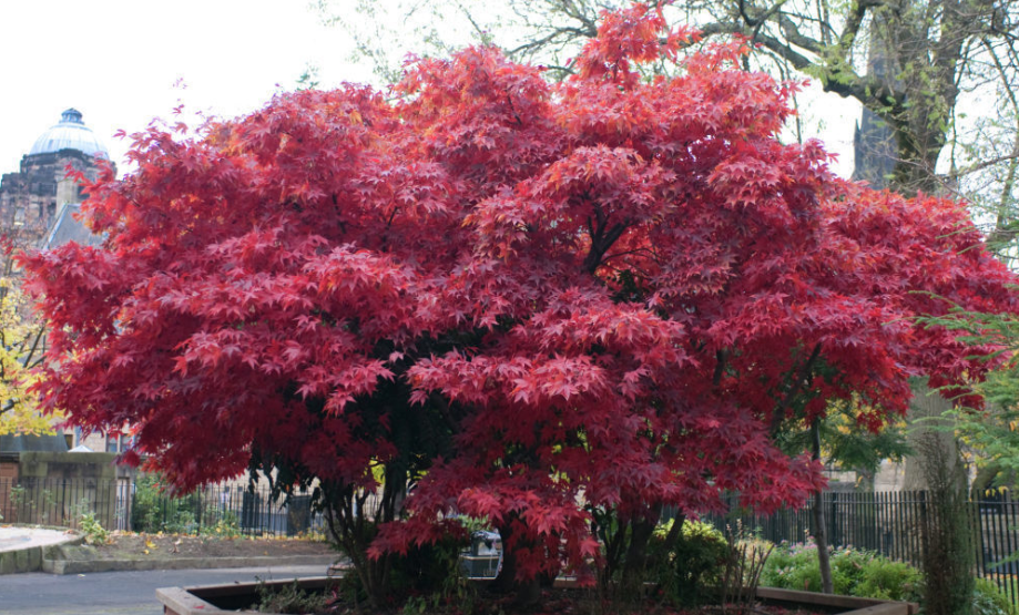 Acer palmatum ‘Atropurpureum’, rode Japanse esdoorn, 3 liter pot ...