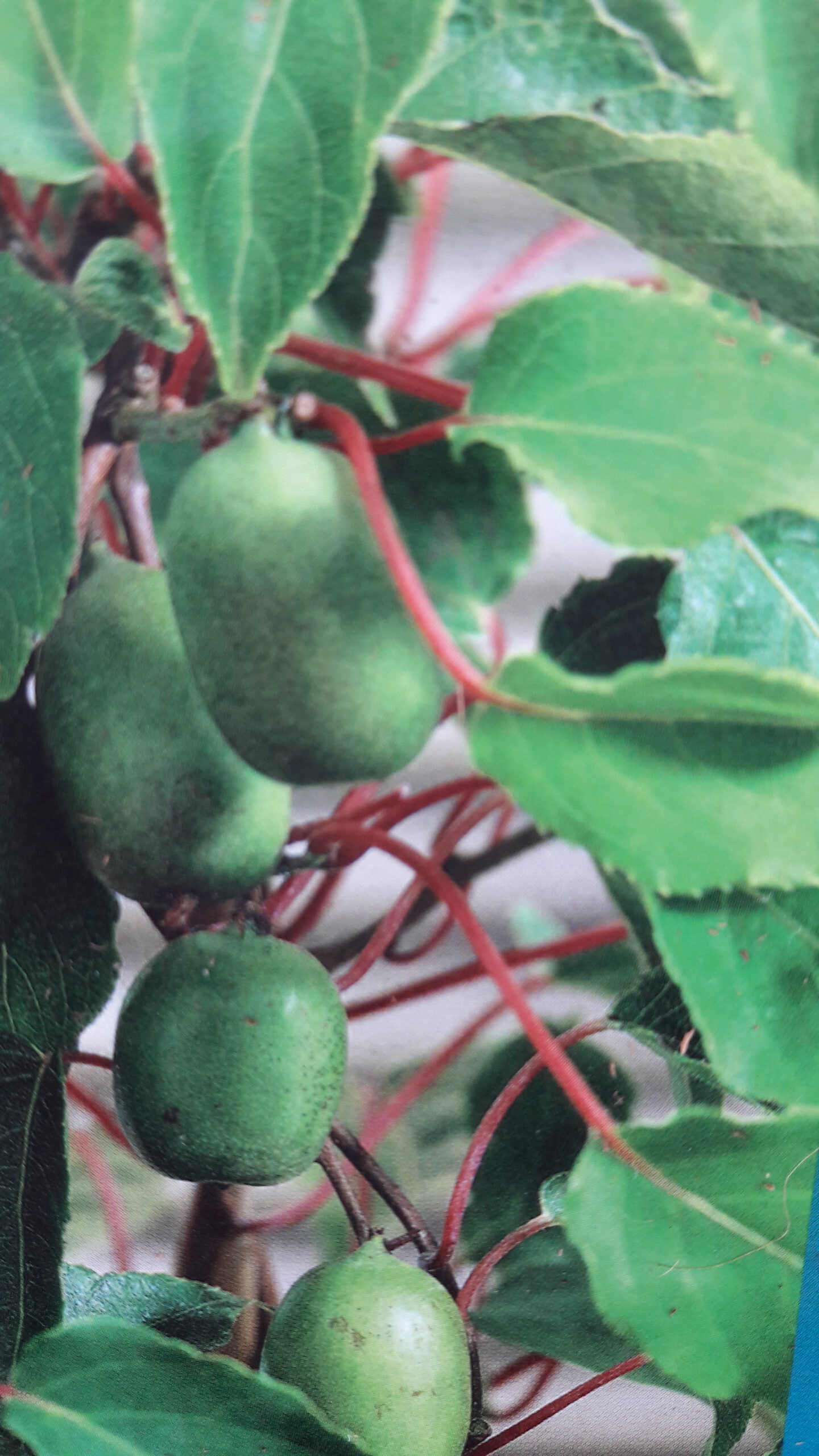 Actinidia arguta 'Issai' fruit | Planten eenvoudig online bestellen ...