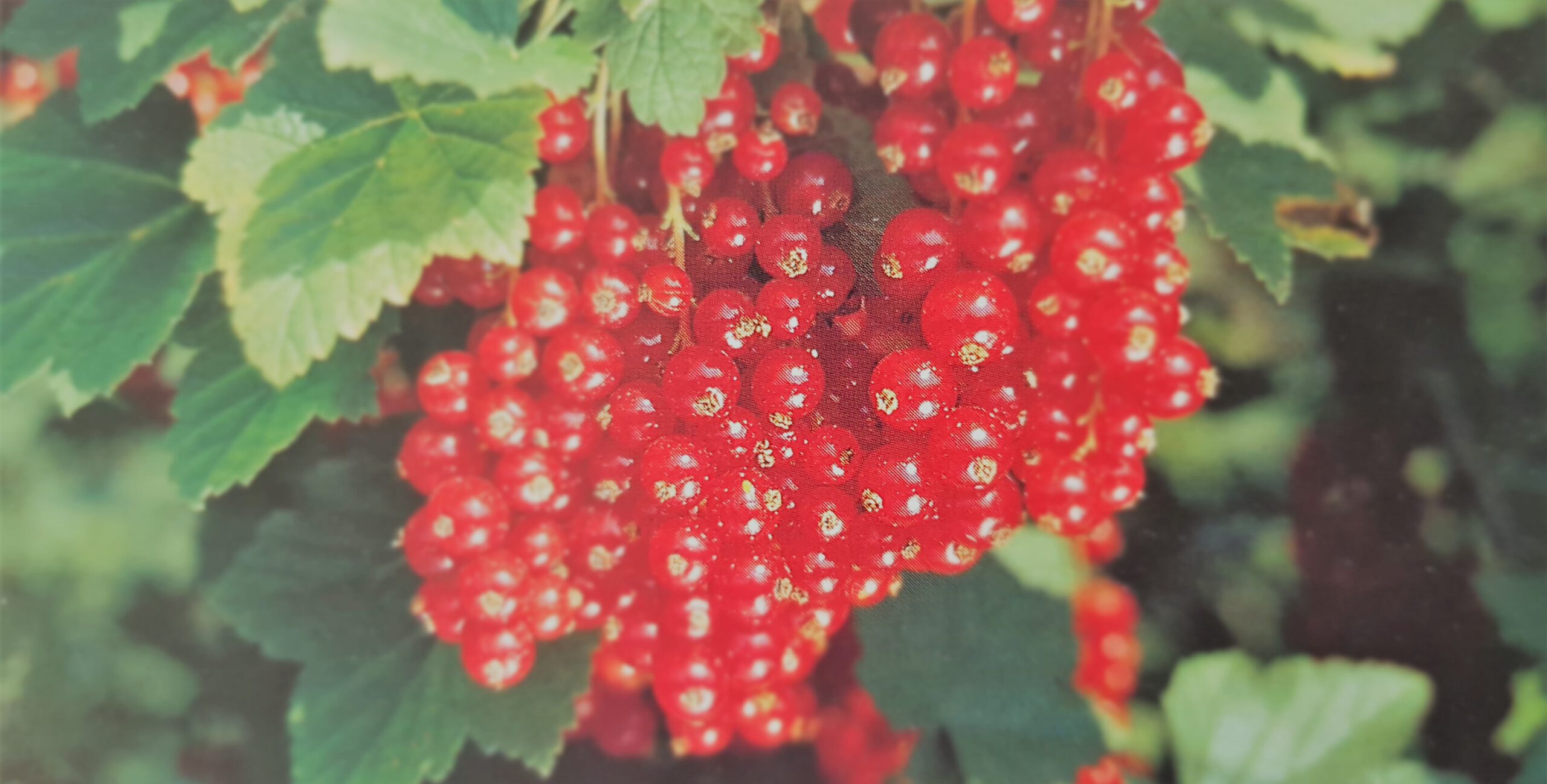 rode bes 3 | Planten eenvoudig online bestellen | Schramas.com