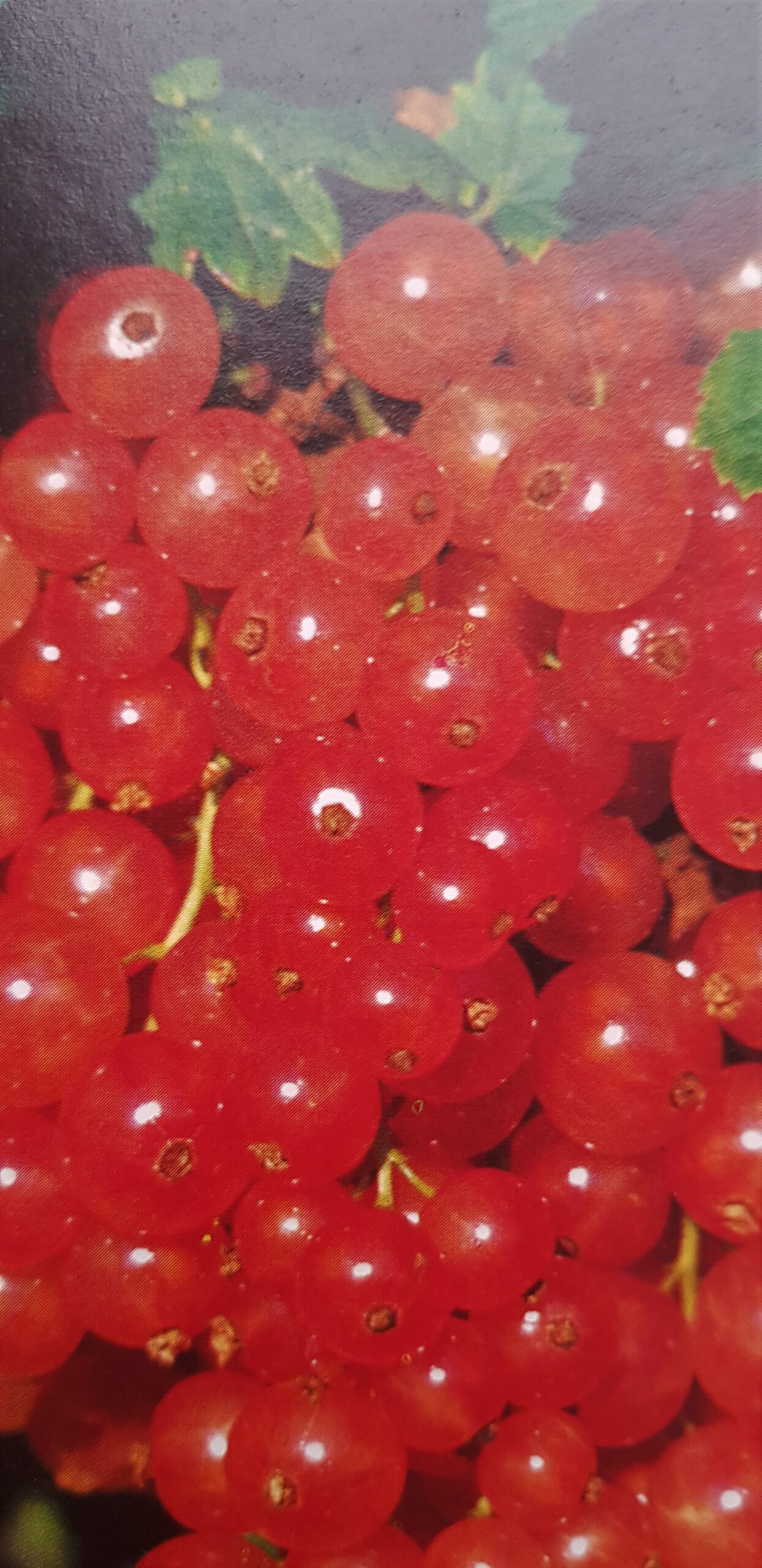 rode bes close up | Planten eenvoudig online bestellen | Schramas.com