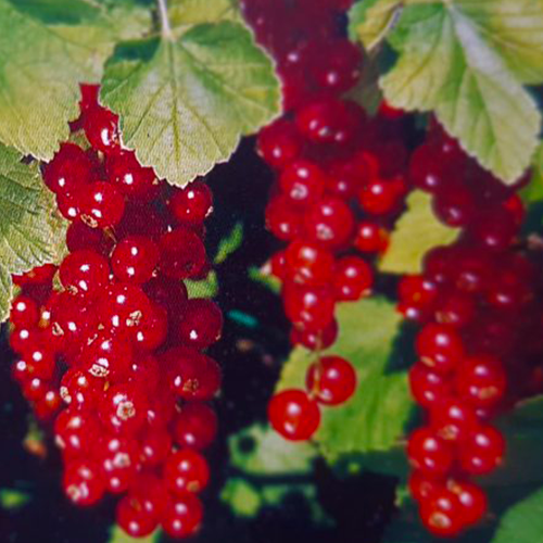 rode bes | Planten eenvoudig online bestellen | Schramas.com