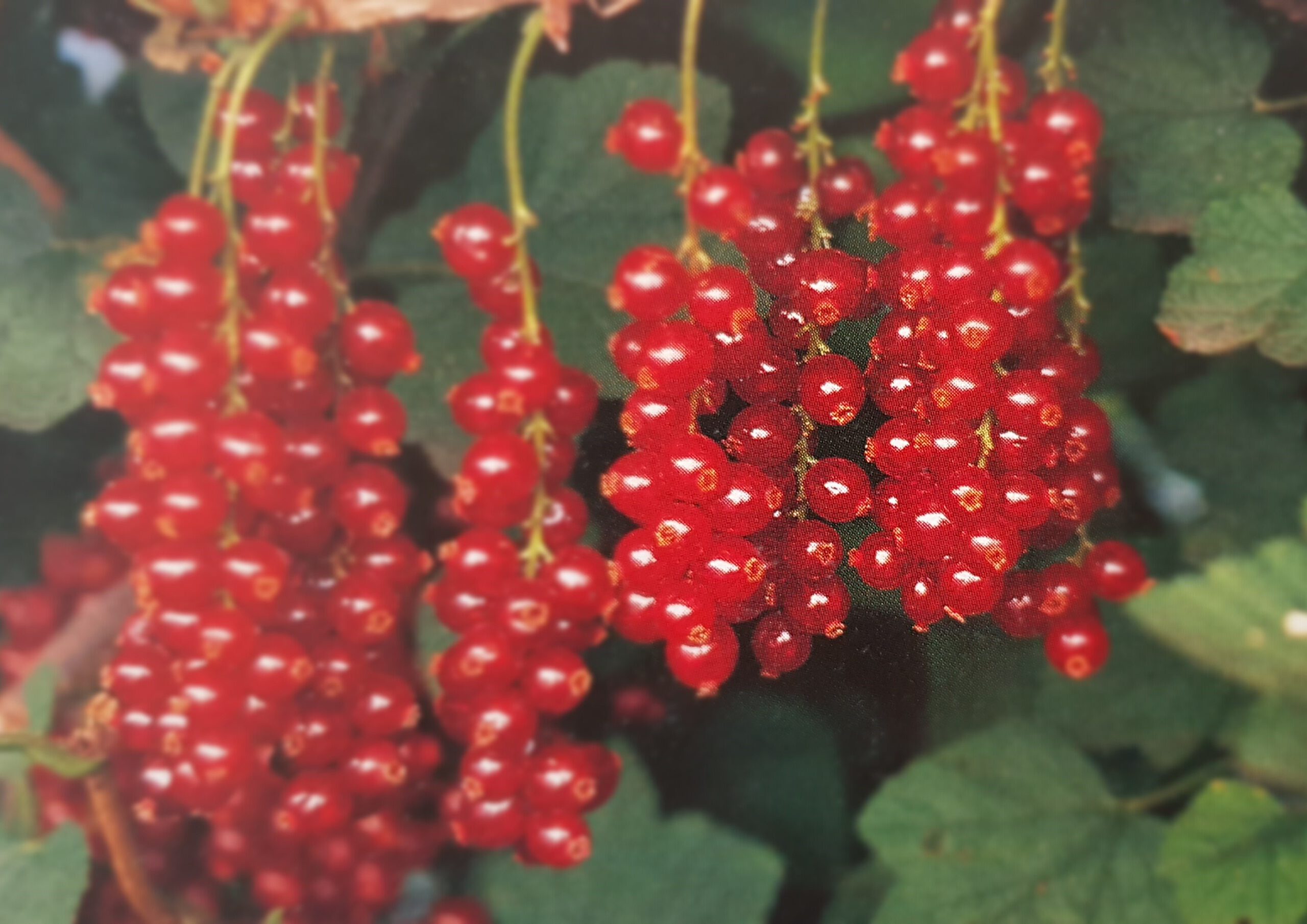 rode bes2 | Planten eenvoudig online bestellen | Schramas.com