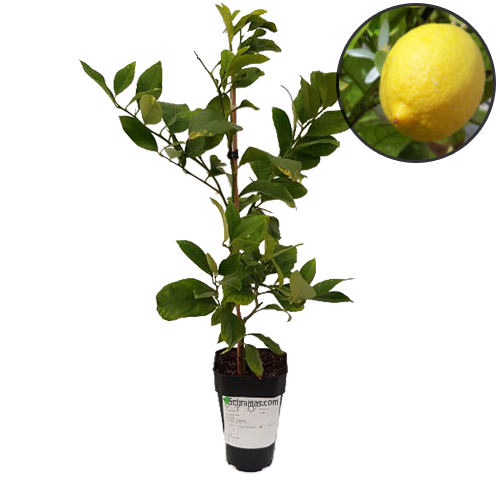 Citrus limon ‘Citroen’, 2 liter pot, Citroenplant – Schramas.com ...