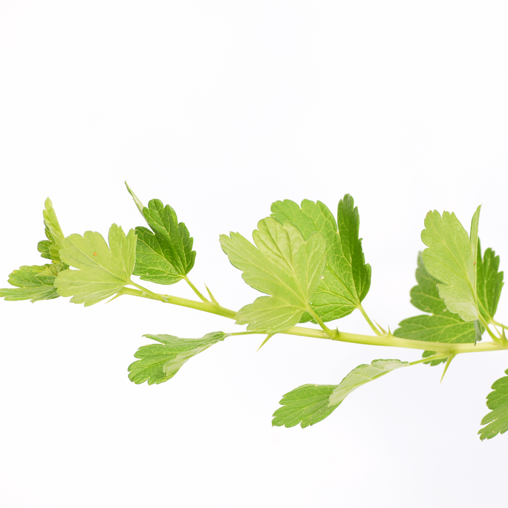 Buy Ribes uva-crispa 'Hinnonmaki Rod' red gooseberry, 2 liter pot ...