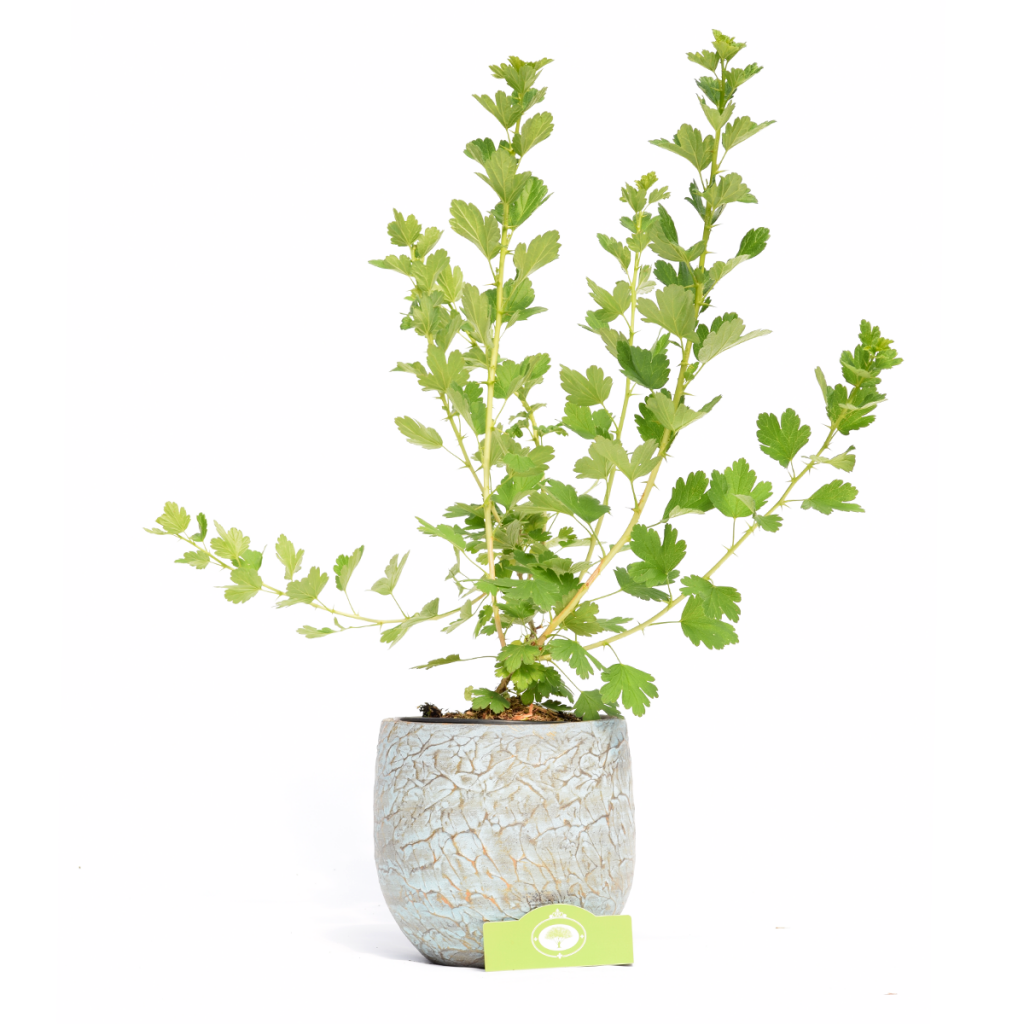 Buy Ribes uva-crispa 'Hinnonmaki Rod' red gooseberry, 2 liter pot ...