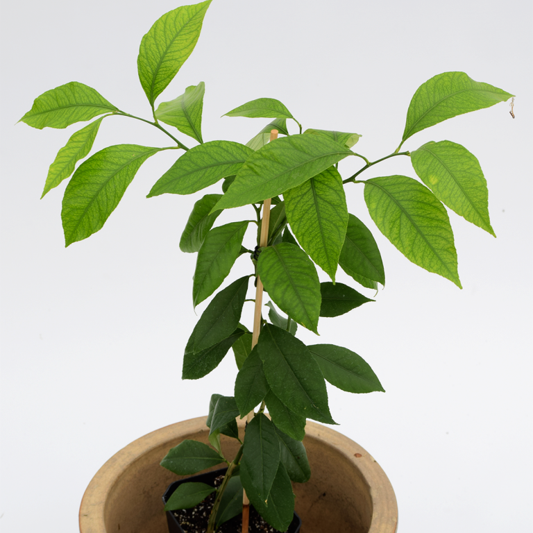 Citrus limon 'Citroenplant', 2 liter pot kopen | Planten eenvoudig ...