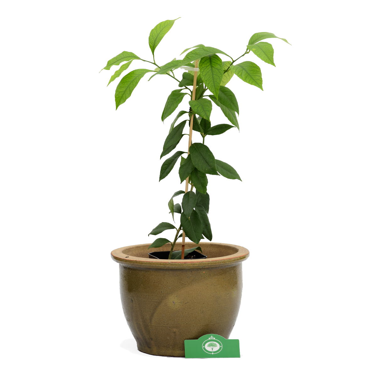 Citrus limon 'Citroenplant', 2 liter pot | Schramas.com | Planten ...