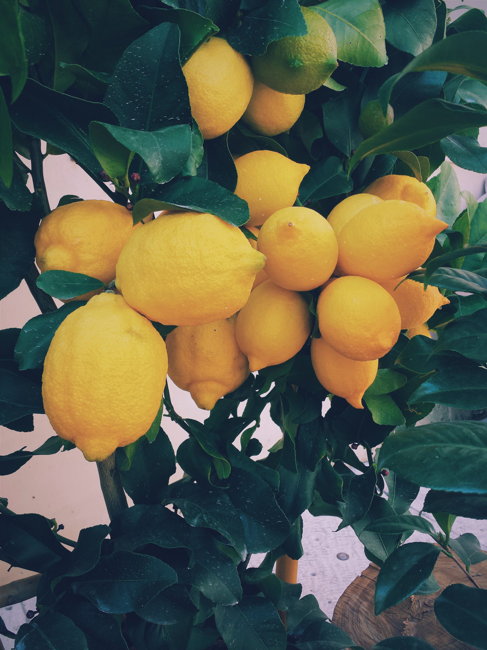 Citrus limon 'Citroenplant', 2 liter pot kopen | Planten eenvoudig ...