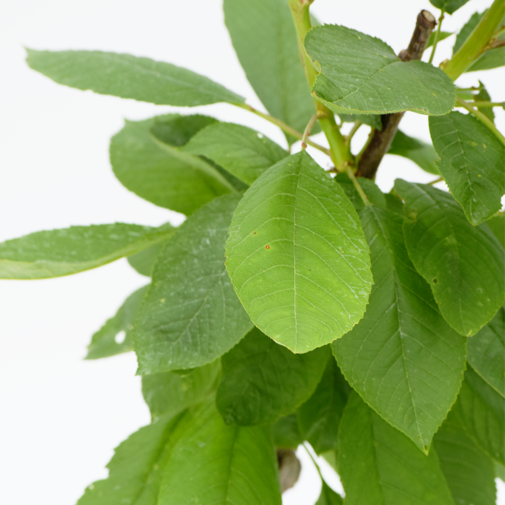 Buy Prunus Avium 'Regina' cherry tree, bare root stock | Order plants ...