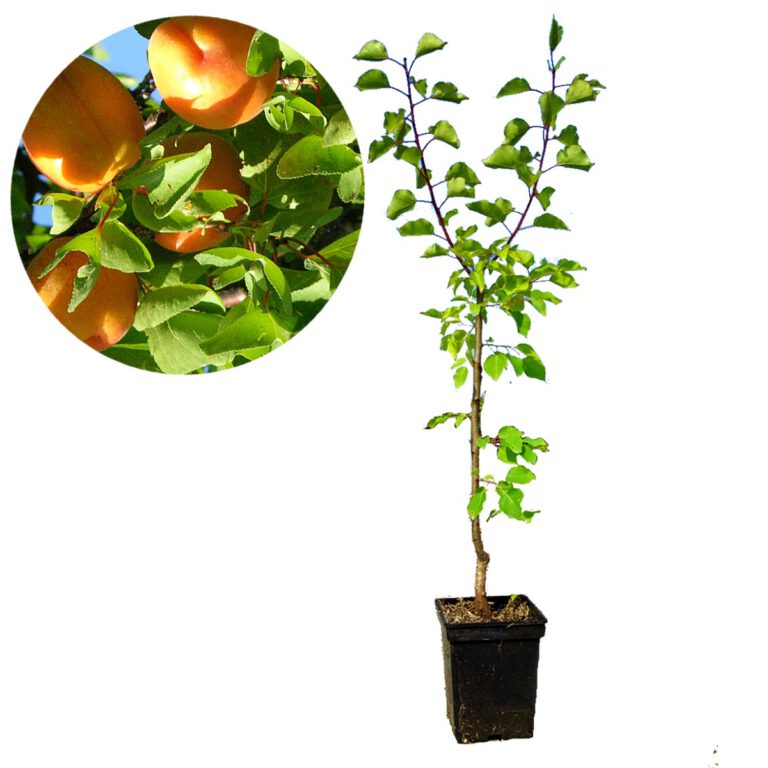 Prunus armeniaca - mini-abrikoos - dwerg abrikozenboom - 5 liter pot ...