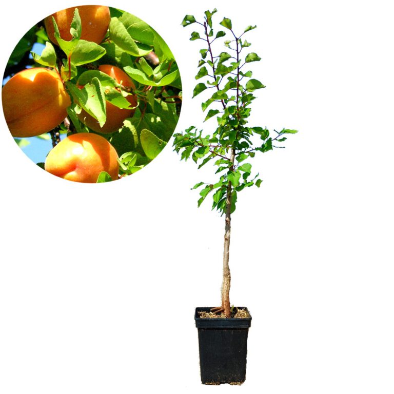 Prunus armeniaca - mini-abrikoos - dwerg abrikozenboom - 5 liter pot ...