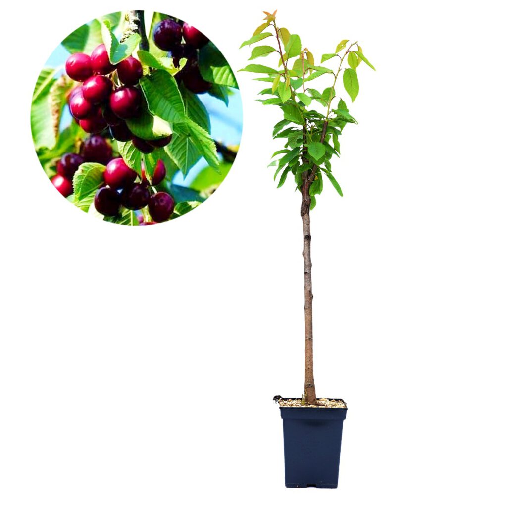 Buy Prunus avium 'Regina' cherry tree, Gisela 5 rootstock, 5 litre pot ...