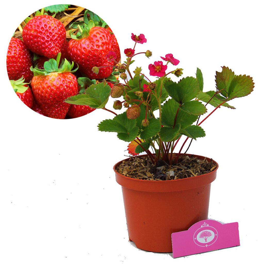 Fragaria x ananassa 'Florence' aardbei, 2 liter pot kopen | Planten ...