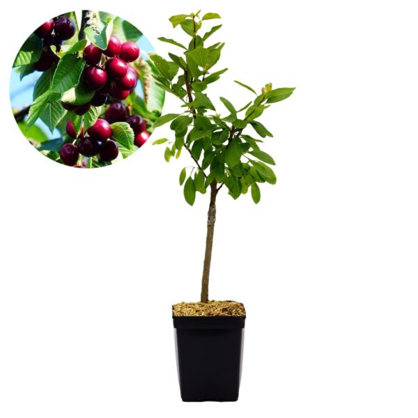 Buy Prunus avium 'Kordia' cherry tree, Gisela 5 rootstock, 5 liter pot ...