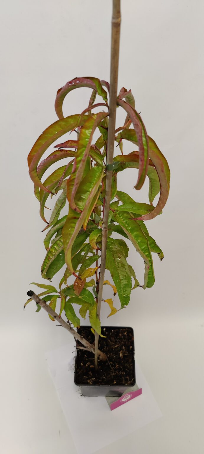 Prunus persica 'Donut' wilde perzikboom, Kneusje, 5 liter pot kopen ...