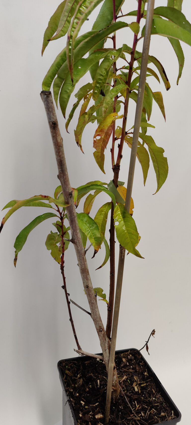 Prunus persica 'Donut' wilde perzikboom, Kneusje, 5 liter pot kopen ...