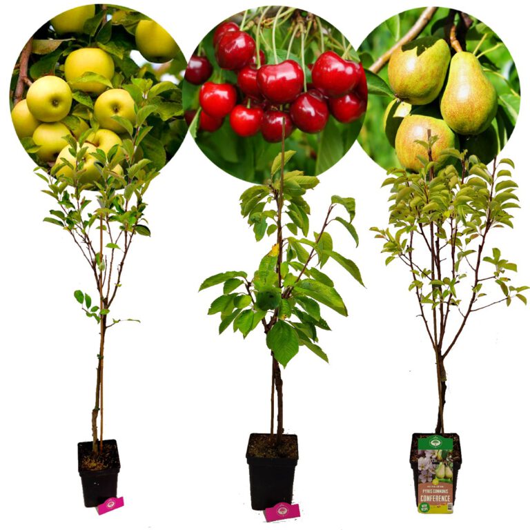 Set van 3 fruitbomen - 1 Appel, 1 Peer, 1 Kers - Hoogte +100cm - 5 ...