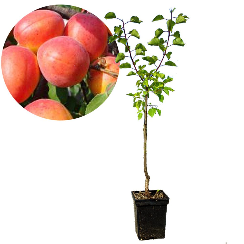 Abrikozen Kopen | Schramas.com | Planten direct van de kweker | Schrama ...