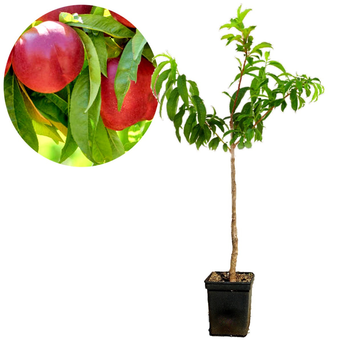 Prunus Persica 'Red Gold' nectarine, 5 liter pot kopen | Planten ...