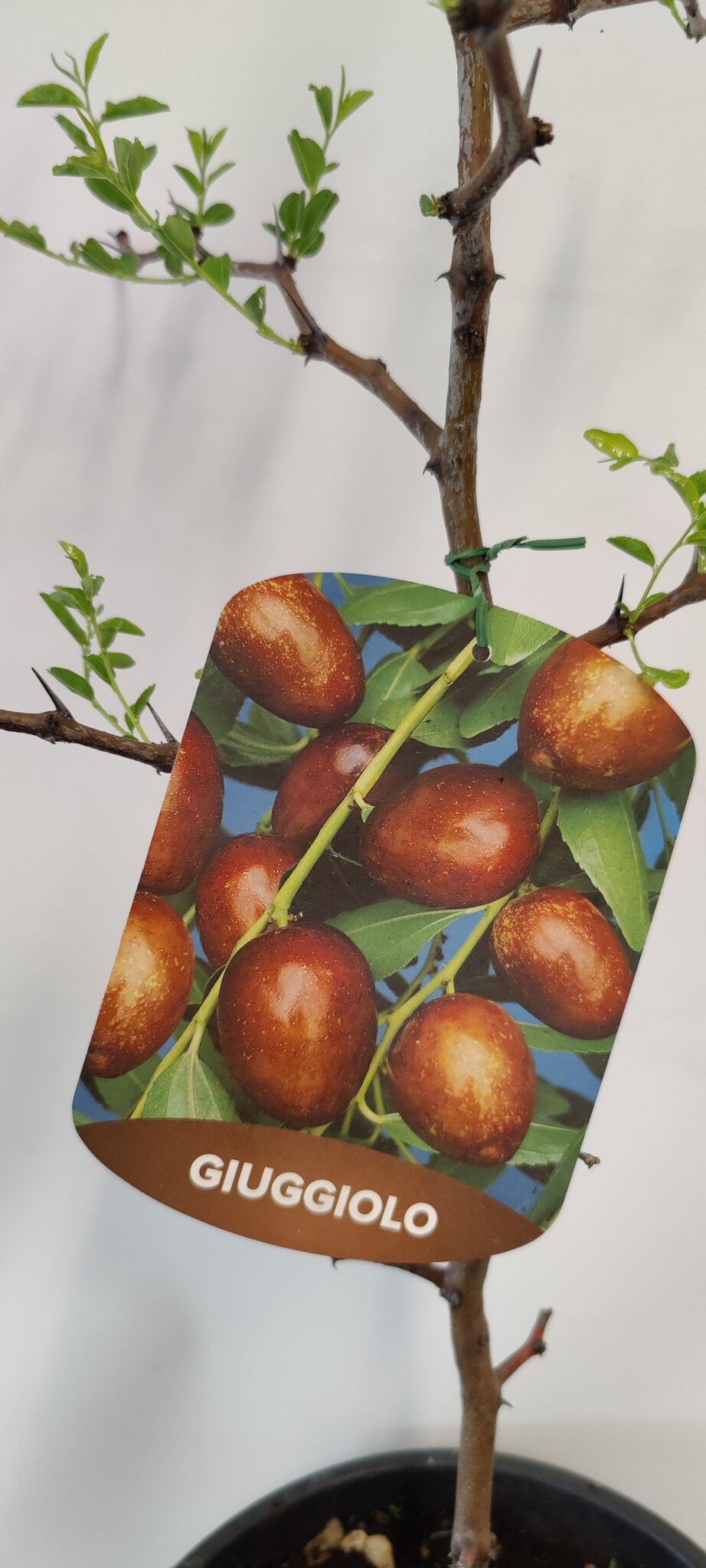Ziziphus jujuba 'Giuggiolo' Chinese dadelboom of rode dadel, 3 liter ...