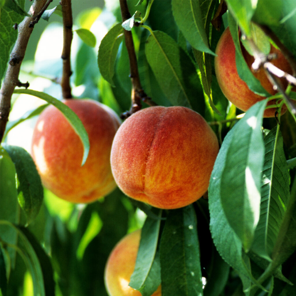 Fruitsoorten | Planten eenvoudig online bestellen | Schramas.com