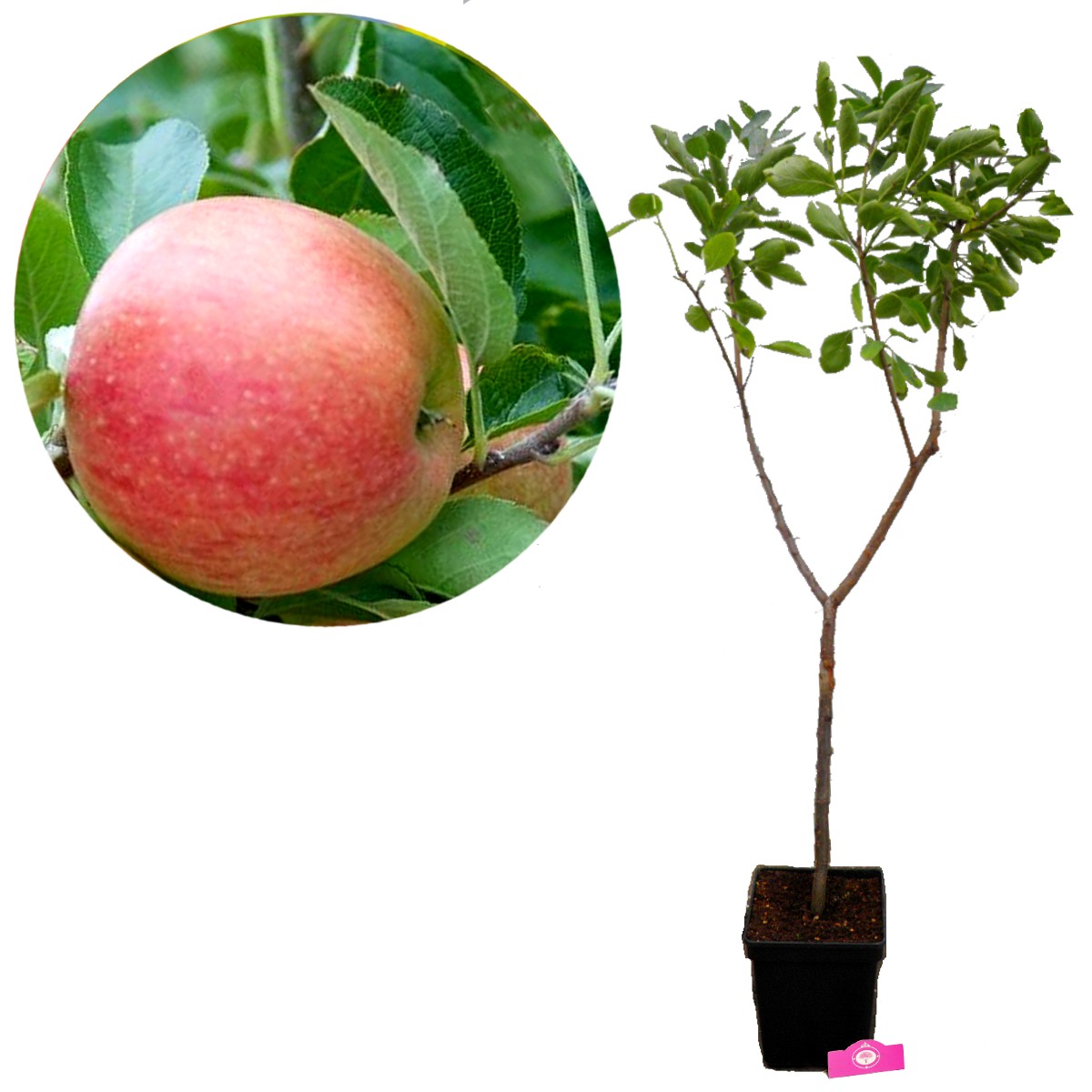 Malus domestica 'Pinova' appelboom, 5 liter pot kopen | Planten ...