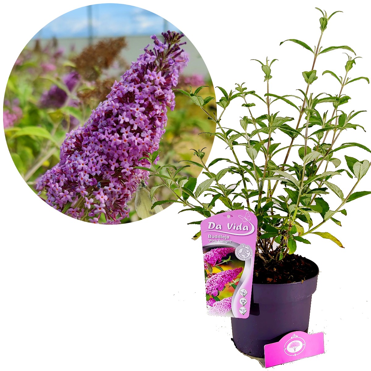 Buy Buddleja davidii 'Pink Delight', Butterfly bush, 3 liter pot ...