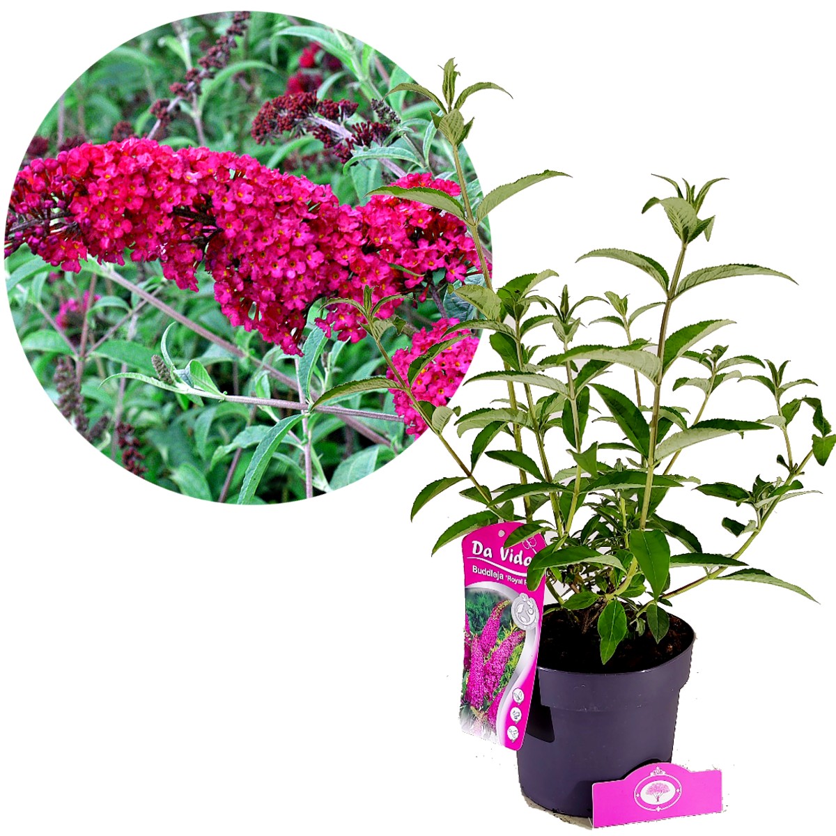 Buy Buddleja davidii 'Royal Red', Butterfly bush, 3 litre pot | Buy ...