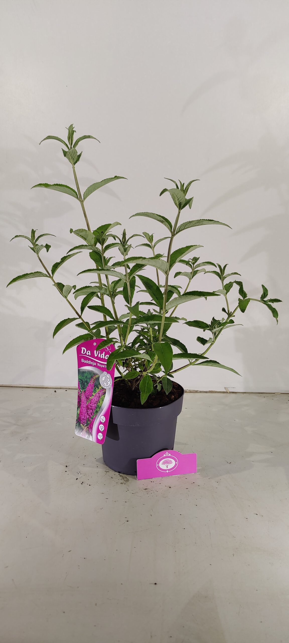 Buy Buddleja davidii 'Royal Red', Butterfly bush, 3 litre pot | Buy ...