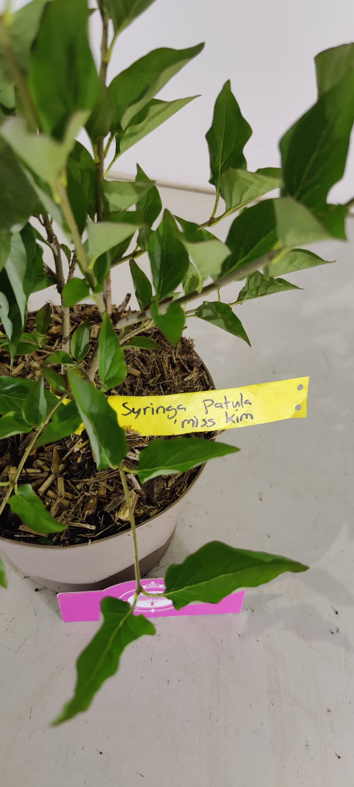 Syringa patula 'Miss Kim', Dwarf lilac, buy 2 litre pot | Buy plants ...