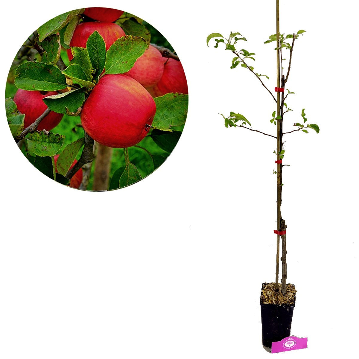 Malus Domestica ‘Red delicious’, Appelboom, 1,5 Liter pot kopen ...