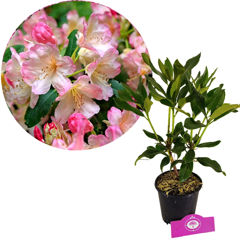 Rhododendron 'Percy Wiseman' Salmon pink flowers - Height 50cm - Buy 1. ...